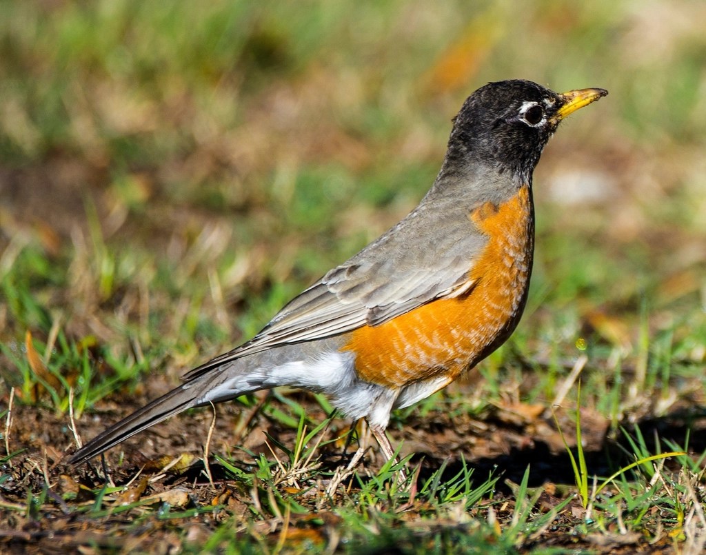 The Robins are Back – Periodic Devotions